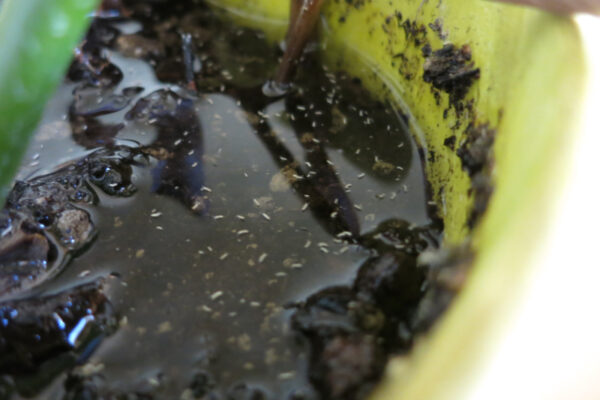 Weiße Flöhe (Springschwänze) in der Blumenerde bekämpfen – Philognosie