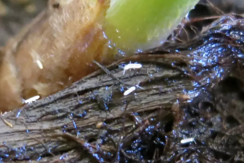 Weiße Flöhe (Springschwänze) in der Blumenerde bekämpfen – Philognosie