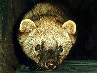 Marderschutz: Marder vom Auto & Dachboden vertreiben | Philognosie