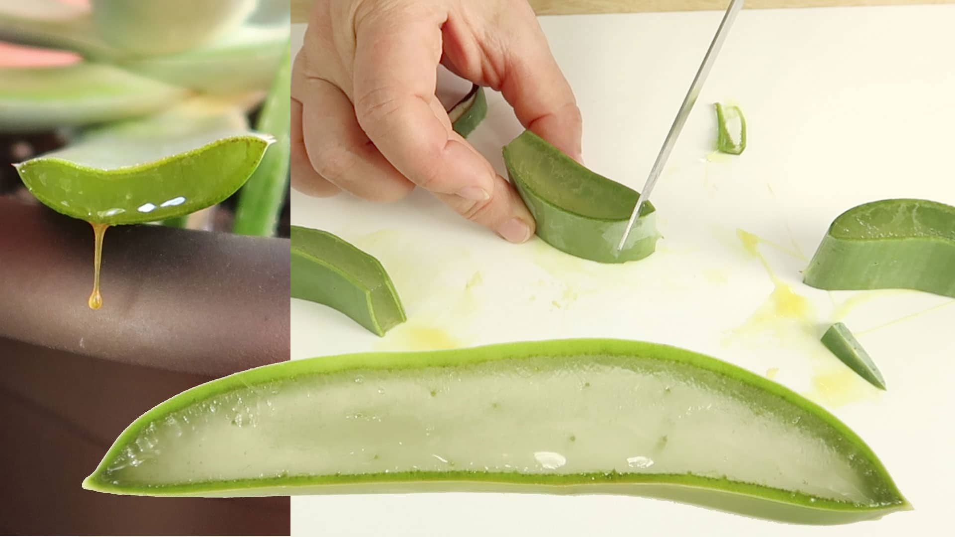 Aloe Vera Inhaltsstoffe der Blätter (Aloin) – Philognosie