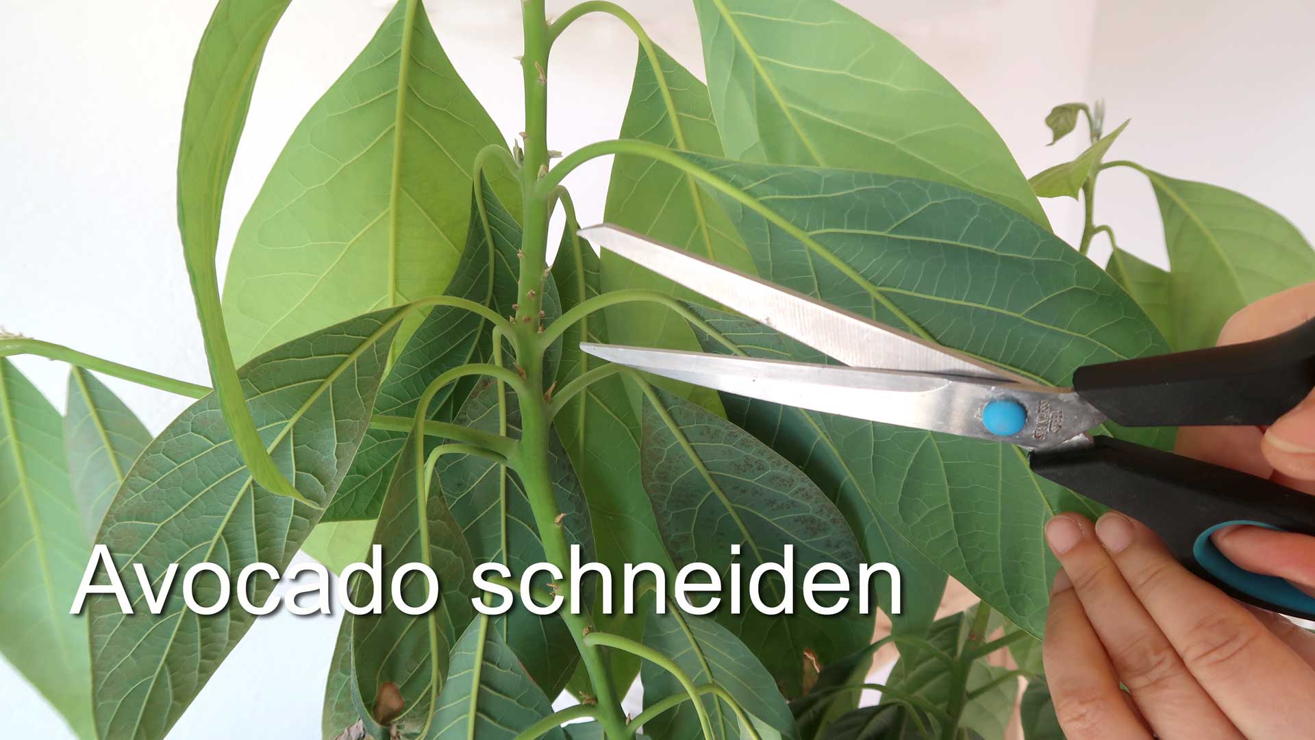 Avocado Pflanze Schneiden
