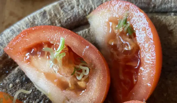 Tomaten keimen innen - essbar oder giftig? – Philognosie
