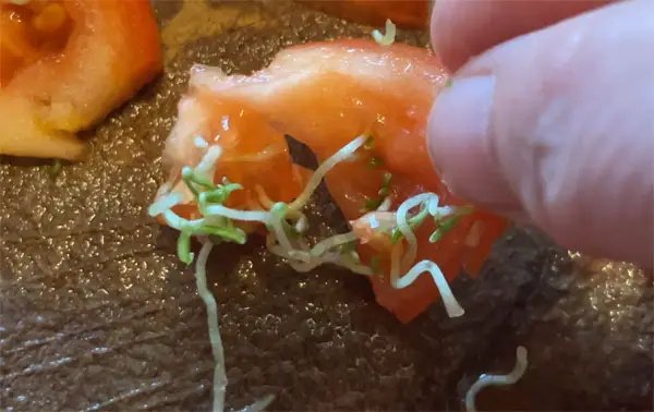 Tomaten keimen innen - essbar oder giftig? – Philognosie